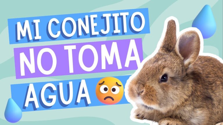 Descubre Por Qué Tu Conejo Tira El Agua Y Cómo Solucionarlo Tratamos