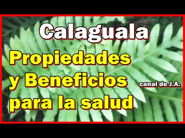 ¿Qué es la calaguala y para qué sirve? Todos los detalles - Tratamos el ...