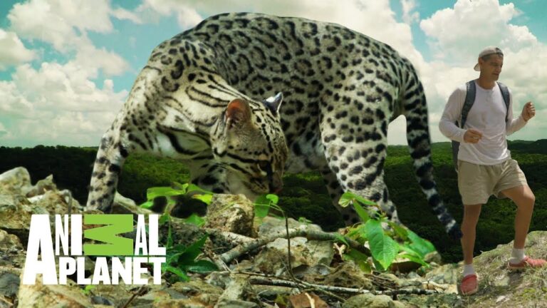 Región natural de ocelotes jaguares y armadillos - Tratamos el Agua